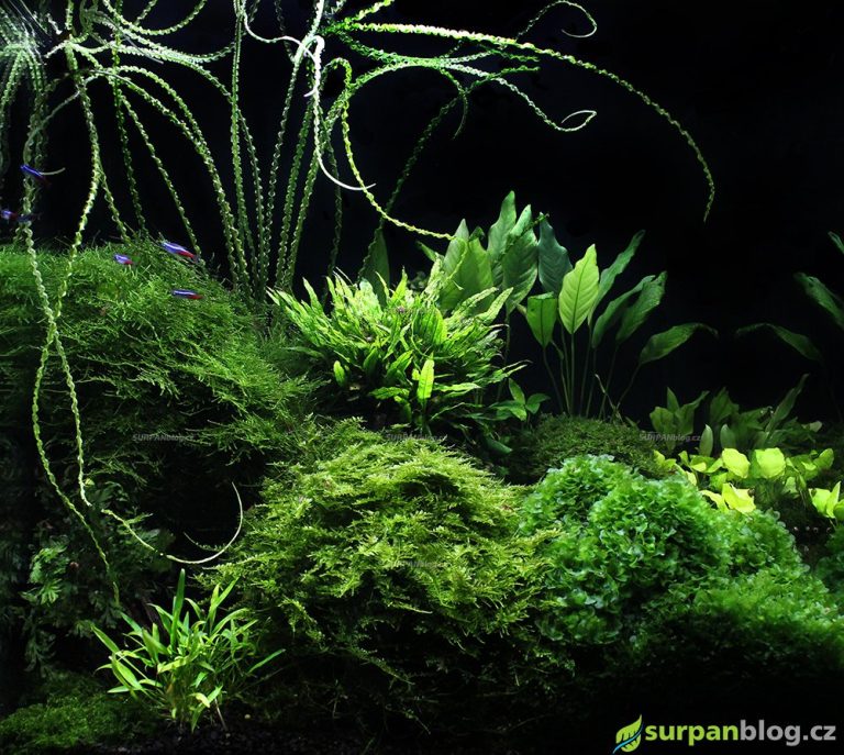 Rostlinné akvárium 216 litrů - LowTech - SURPAN.cz