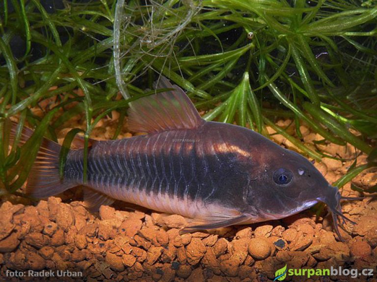 Panceřníček zelený - Corydoras aeneus - SURPAN.cz