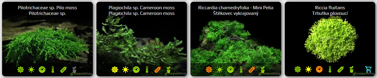 Akvarijní mechy a játrovky - SURPAN.cz